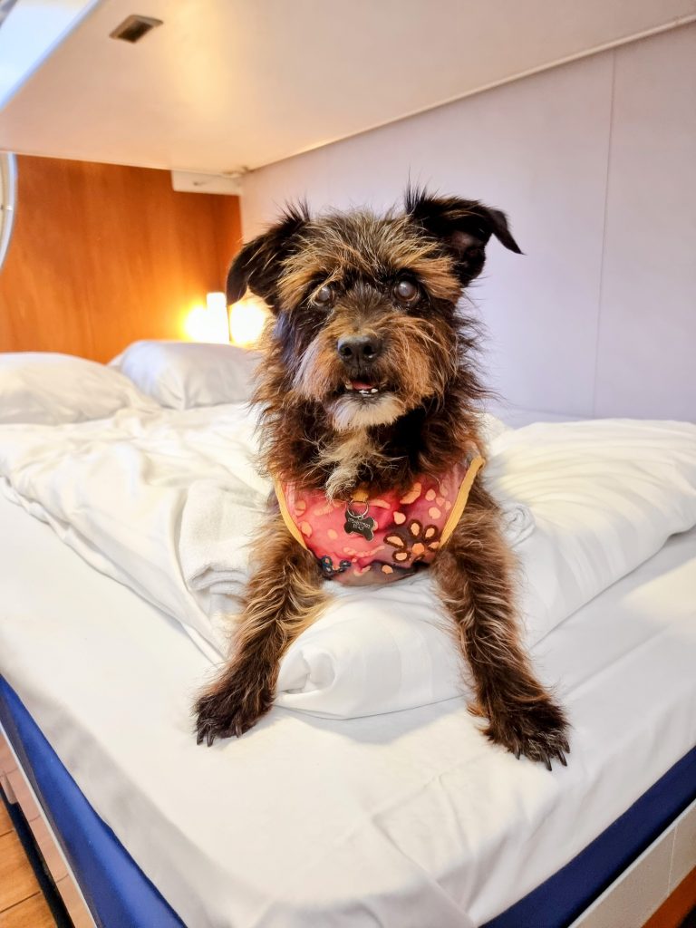 How to Bring Your Pet from the UK to Europe – Stena Line Ferry - Barks ...